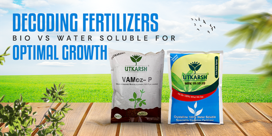 Chilli farming – the important stages and Fertigation Schedule