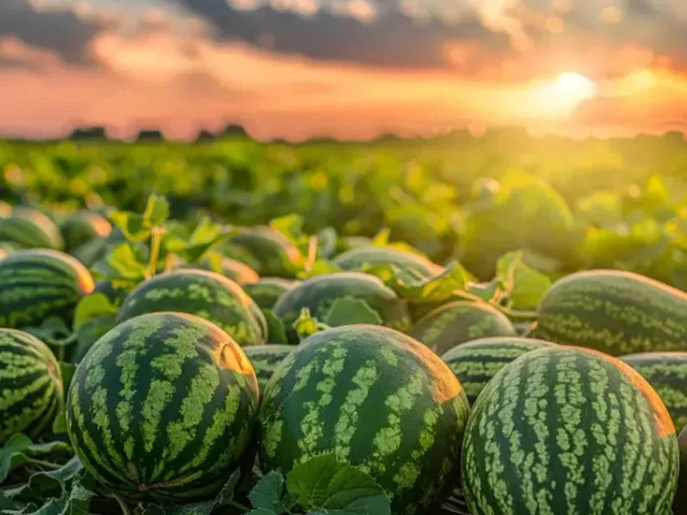 Watermelon 90 Day Variety Farming Schedule Utkarsh