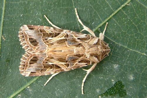 Utkarsh Funnel Trap (Spodoptera litura (Oriental Leaf Worm) in Cotton,